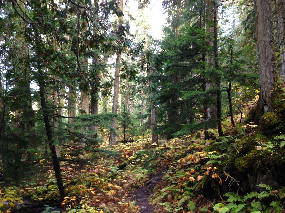 Northern Enlightenment: Exploring the Ancient Forest – Wandering with Whit